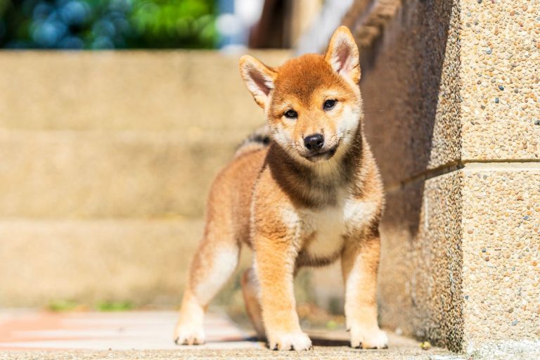 おしゃれな犬の名前をつけよう！和風・洋風・見た目の特徴などカテゴリー別に紹介 | ペットニュースストレージ(ペット保険のペット&ファミリー損保)